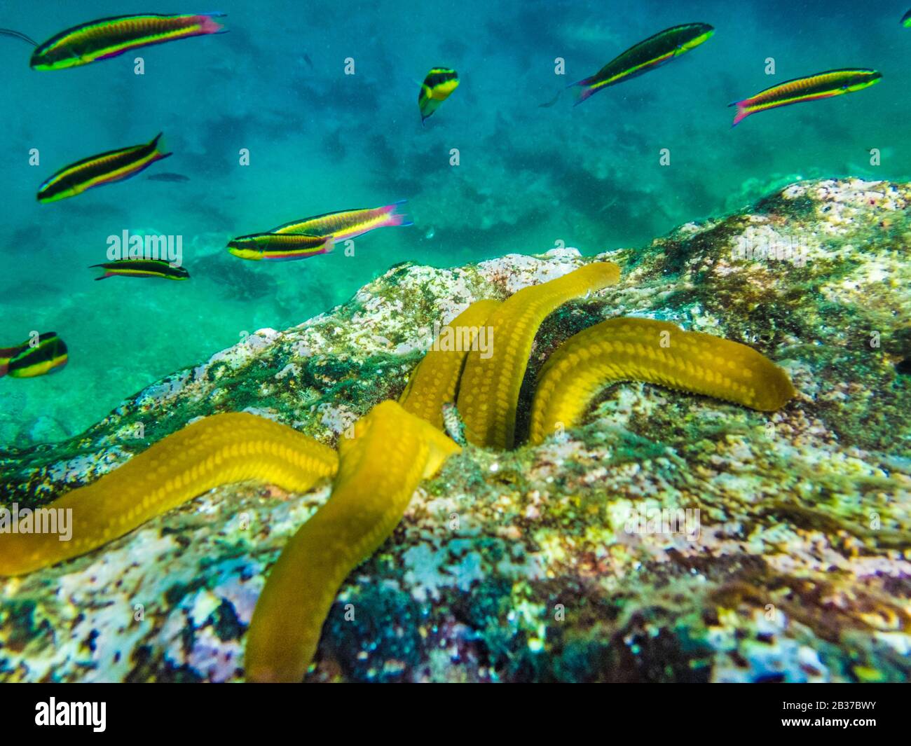 Galapagos coral reef hi-res stock photography and images - Alamy
