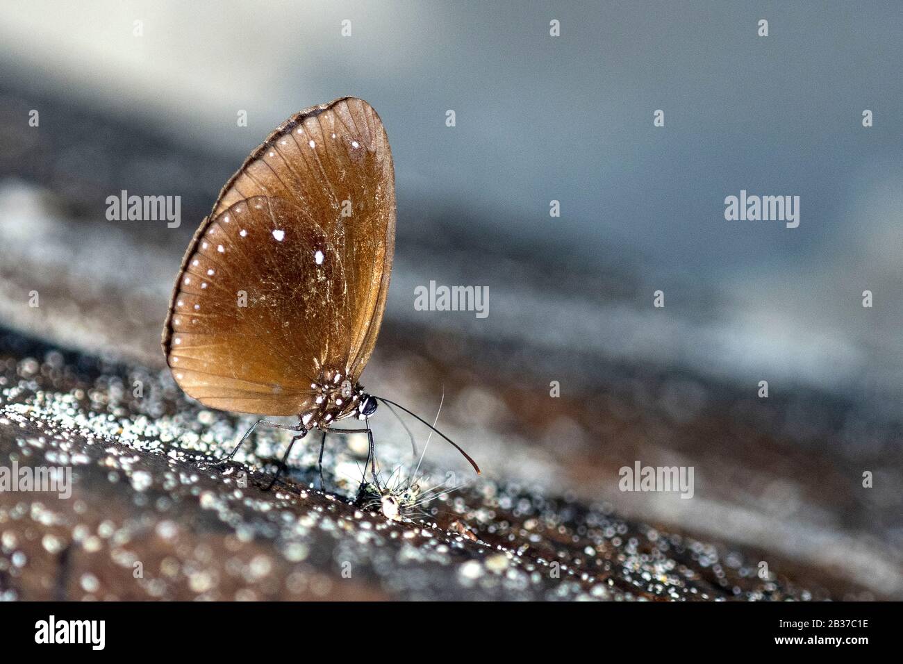 Indonesia, Papua, Raja Ampat, Waisai Stock Photo - Alamy