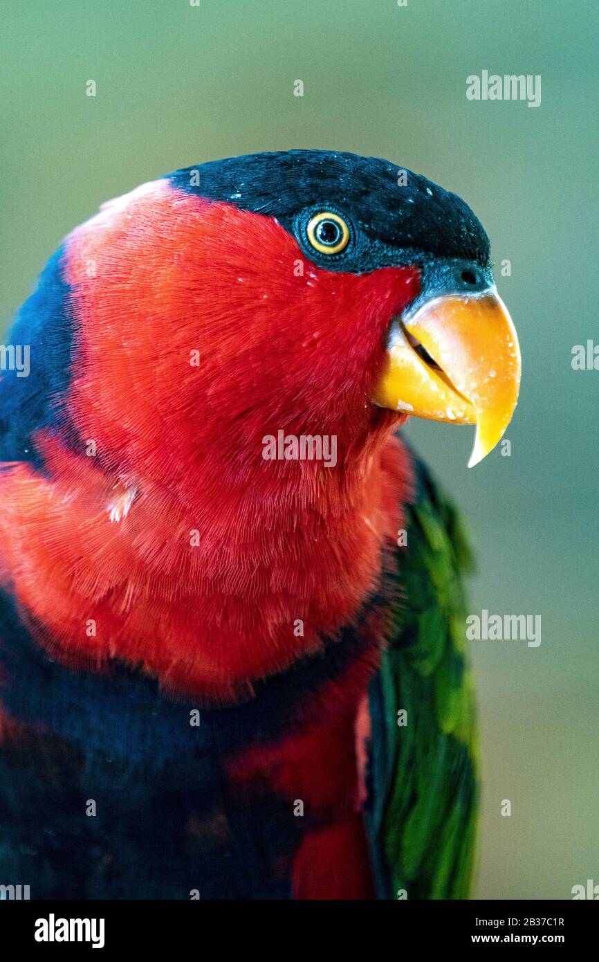 Waisai hi-res stock photography and images - Alamy