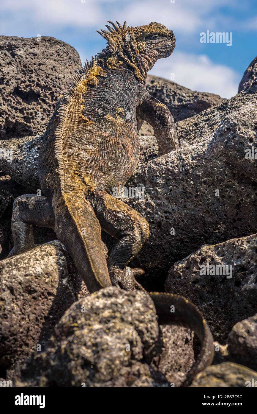 Ecuador, Galapagos Archipelago, classified as World Heritage by UNESCO ...