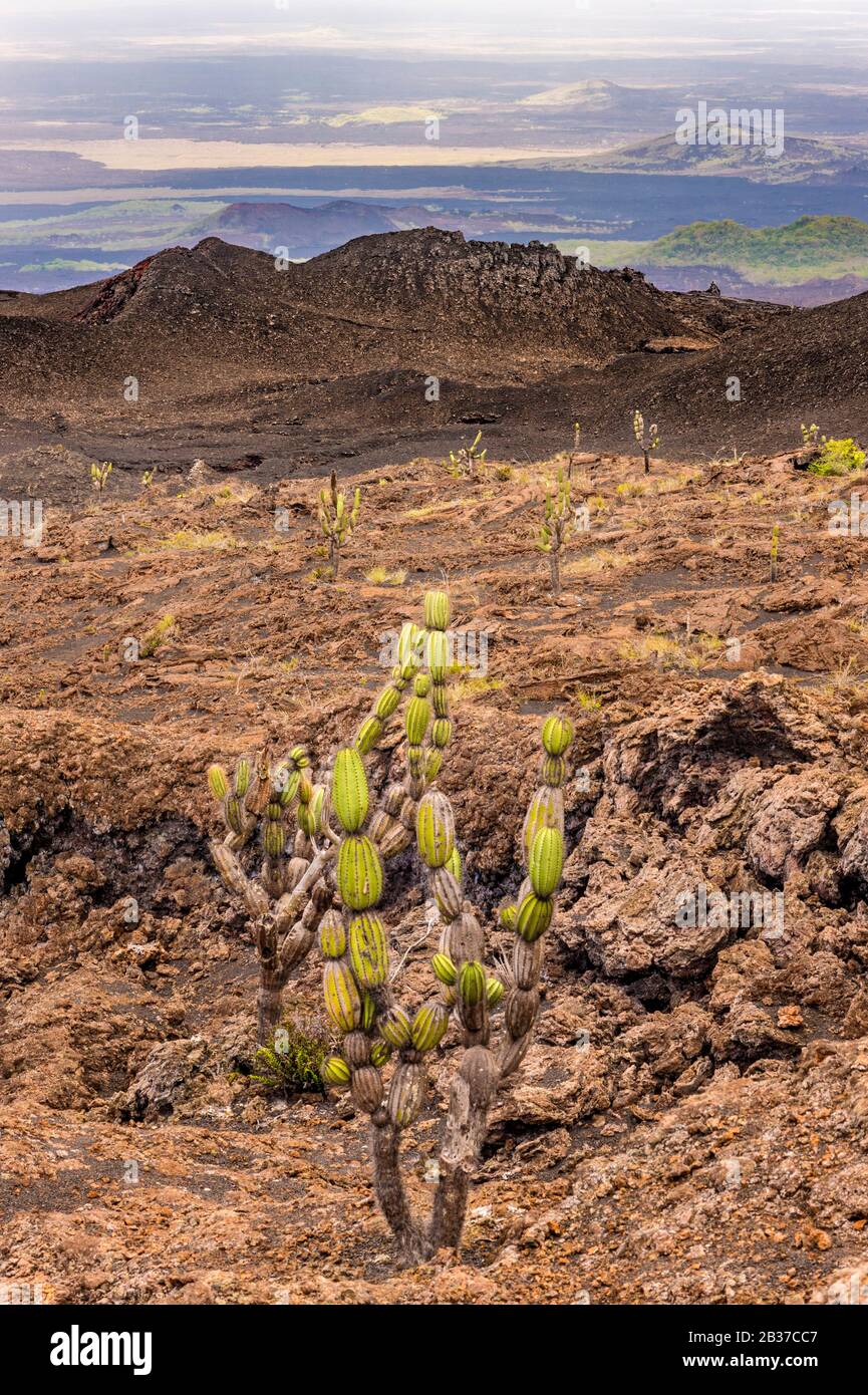 Ecuador, Galapagos Archipelago, World Heritage Site by UNESCO, Isabela ...