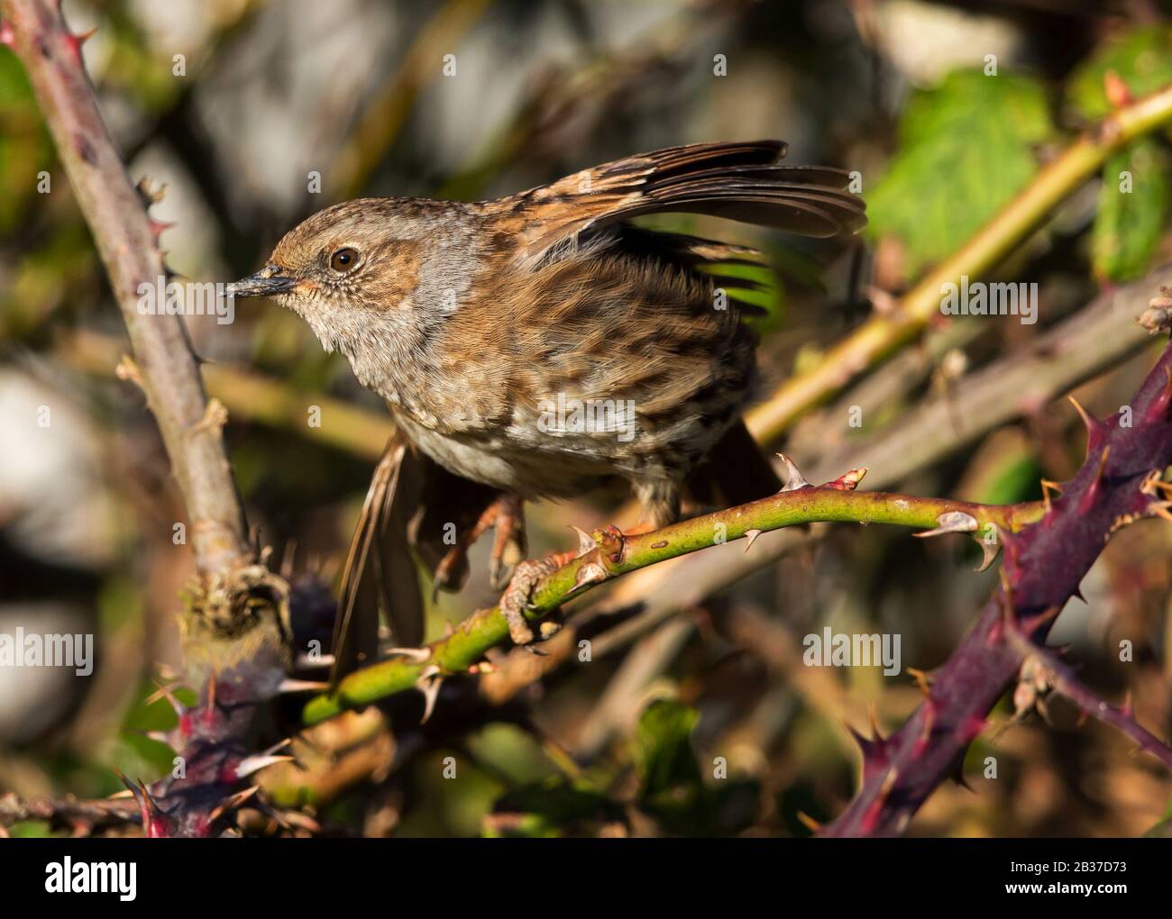 Hedge Sparrow stretching in a bramble hedge Stock Photo - Alamy