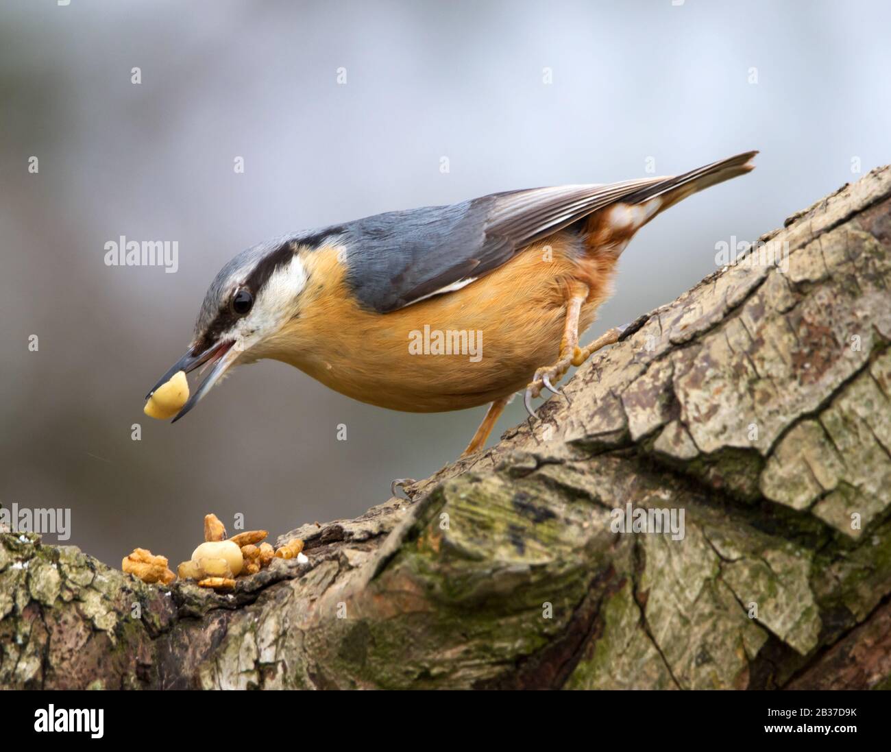 Nuthatch feeding on peanuts and meal worms Stock Photo - Alamy