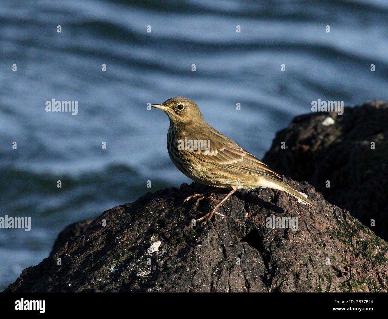 Rock pipit anthus petrosus animal hi-res stock photography and images ...