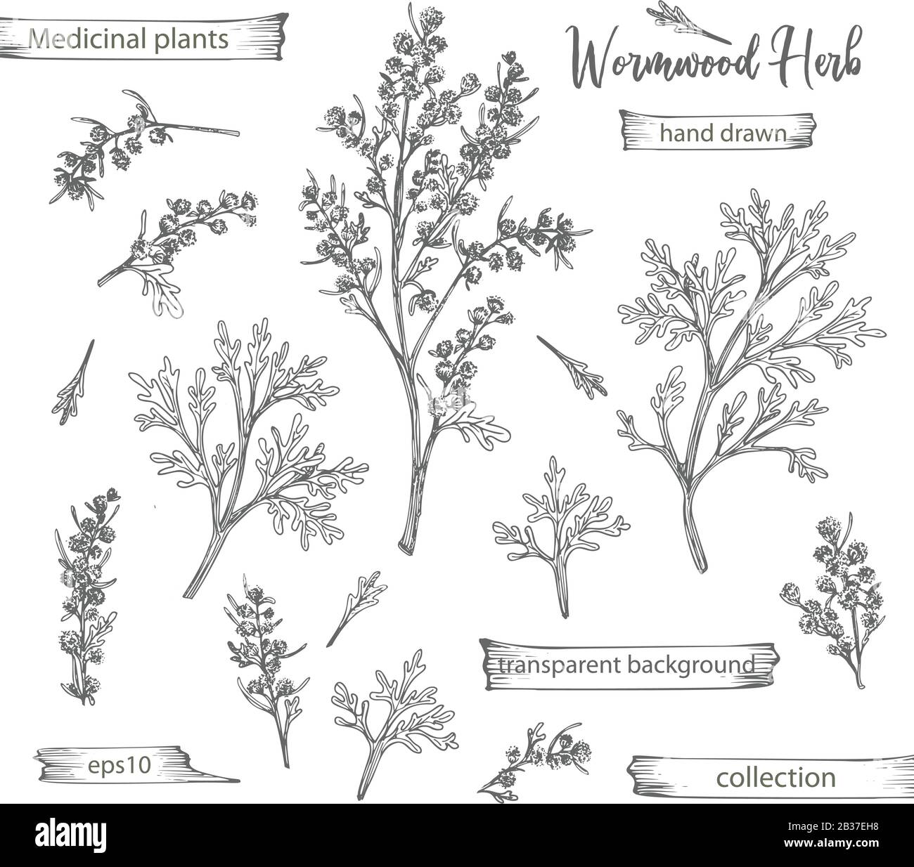 Wormwood herb Stock Vector Images - Alamy