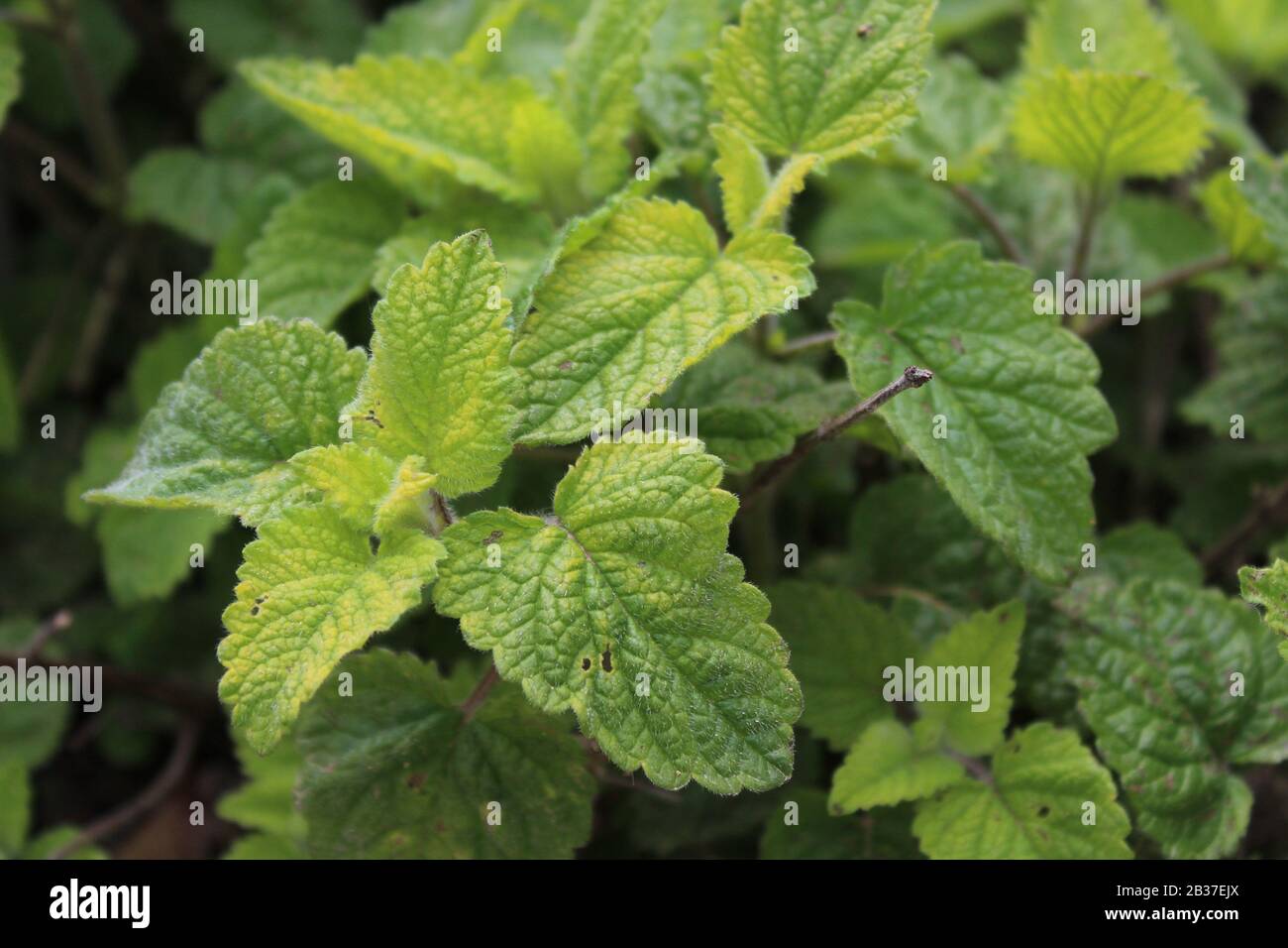 How to grow lemon balm hi-res stock photography and images - Alamy