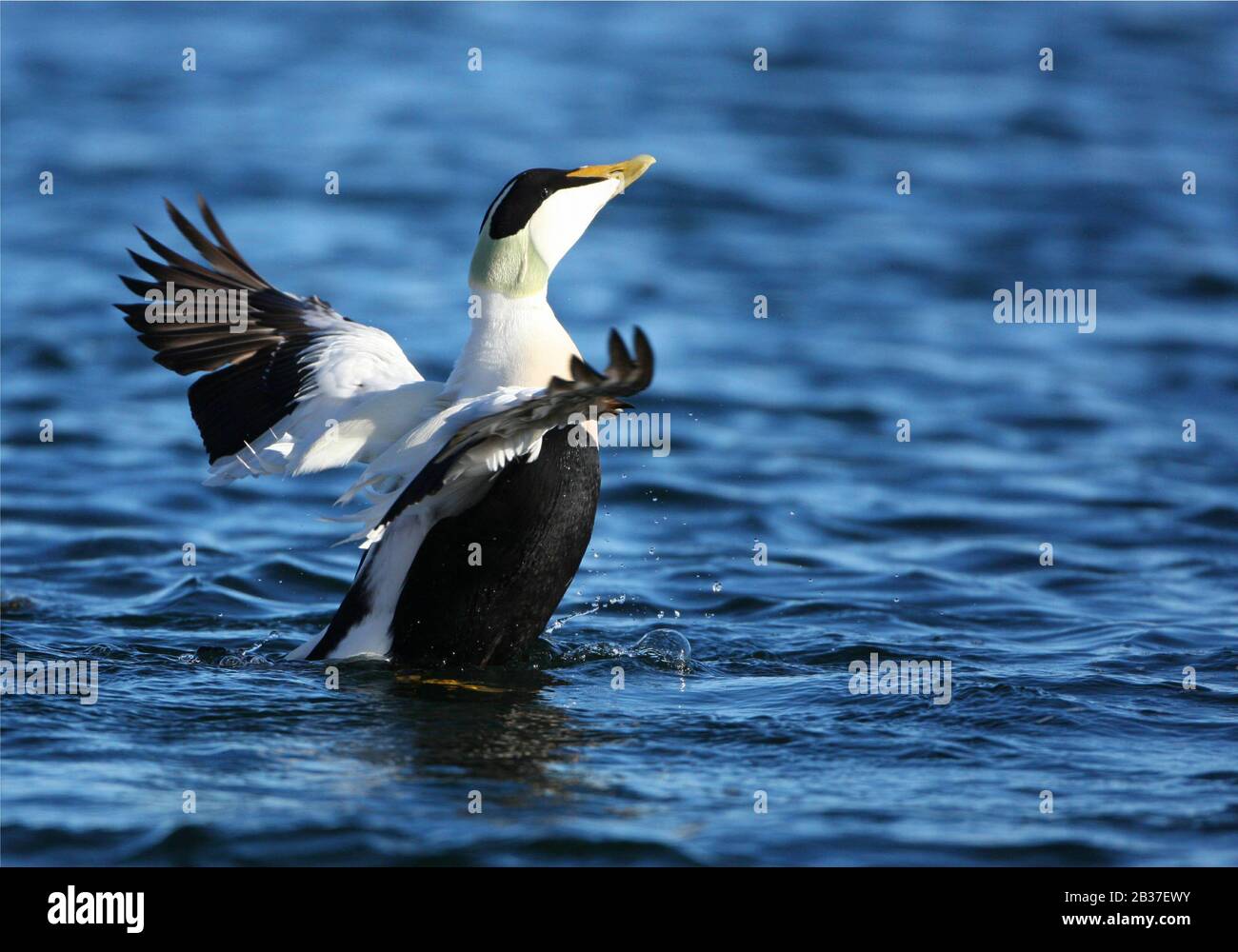 Common Eider, Somateria mollissima, male, on water, Norway, Europe, flapping wings Stock Photo ...