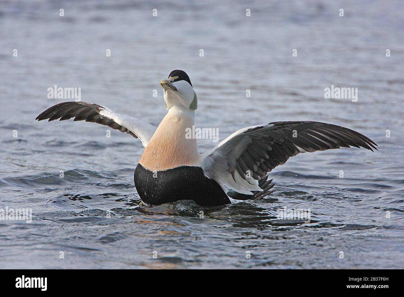 Common Eider, Somateria mollissima, male, on water, Norway, Europe, flapping wings Stock Photo ...