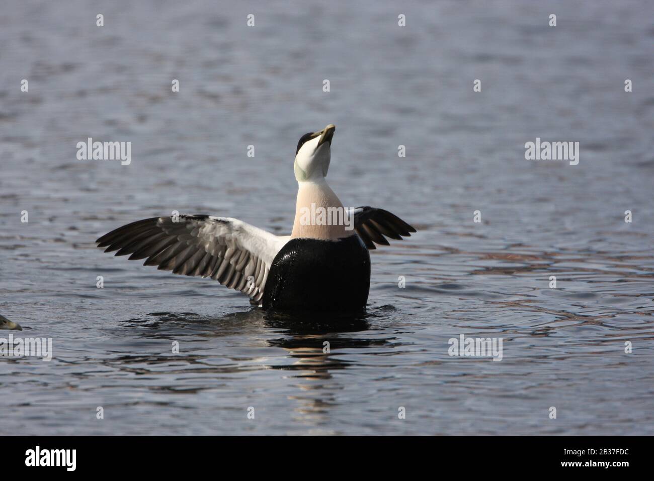 Common Eider, Somateria mollissima, male, on water, Norway, Europe, flapping wings Stock Photo ...
