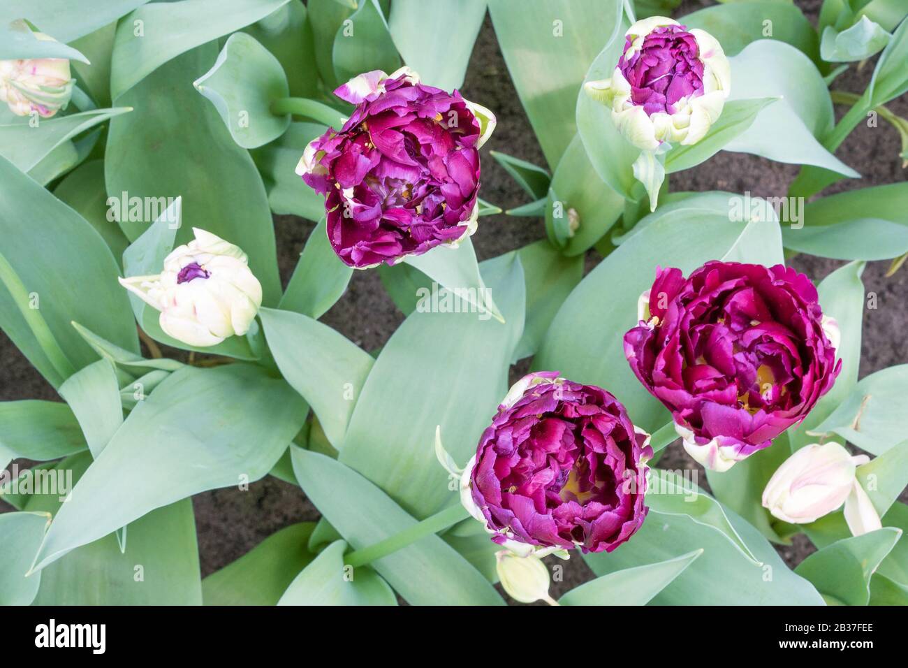 Unusual purple tulips in keukenhof hi-res stock photography and images ...