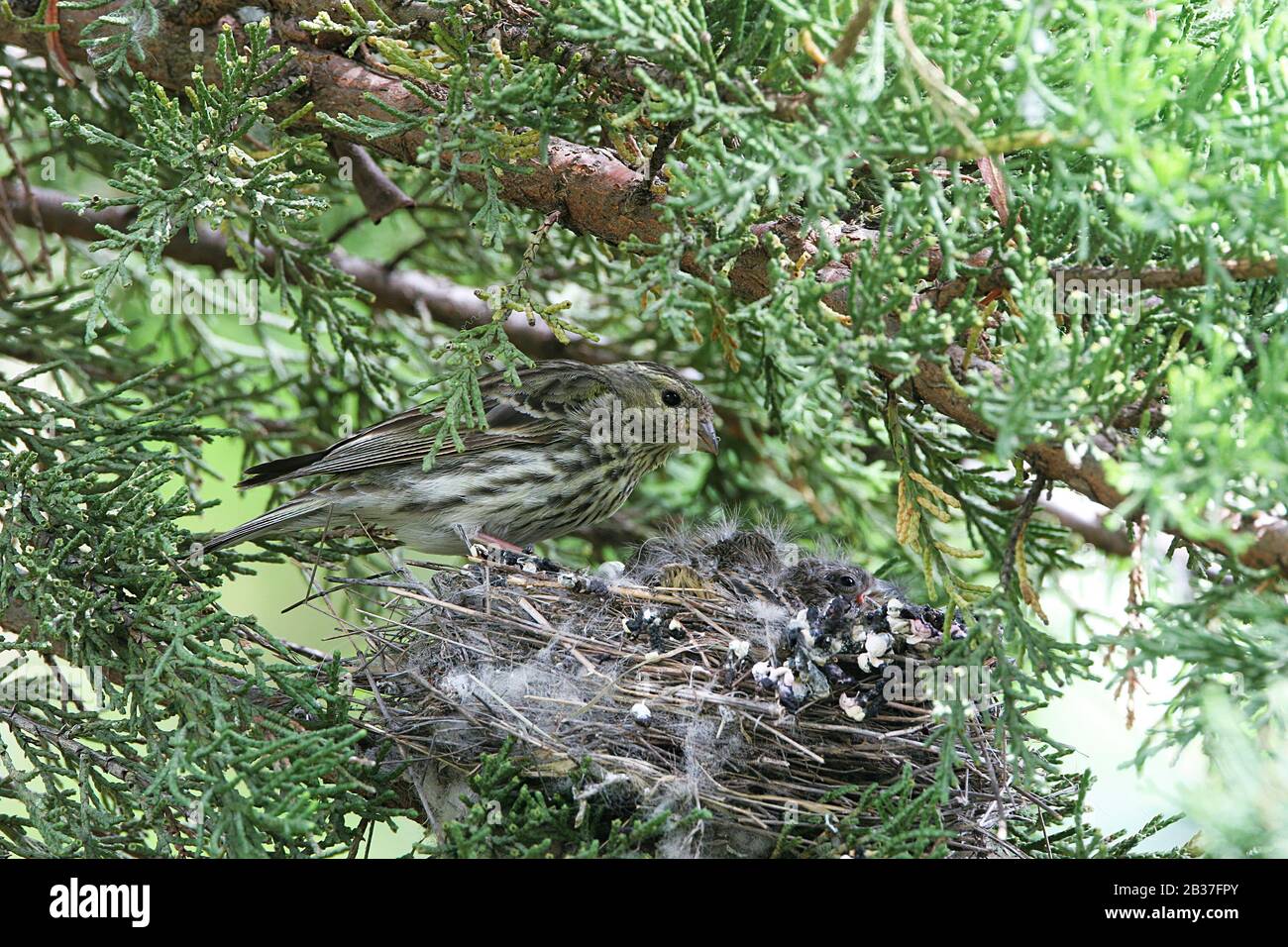 Serinus serinus nest hi-res stock photography and images - Alamy