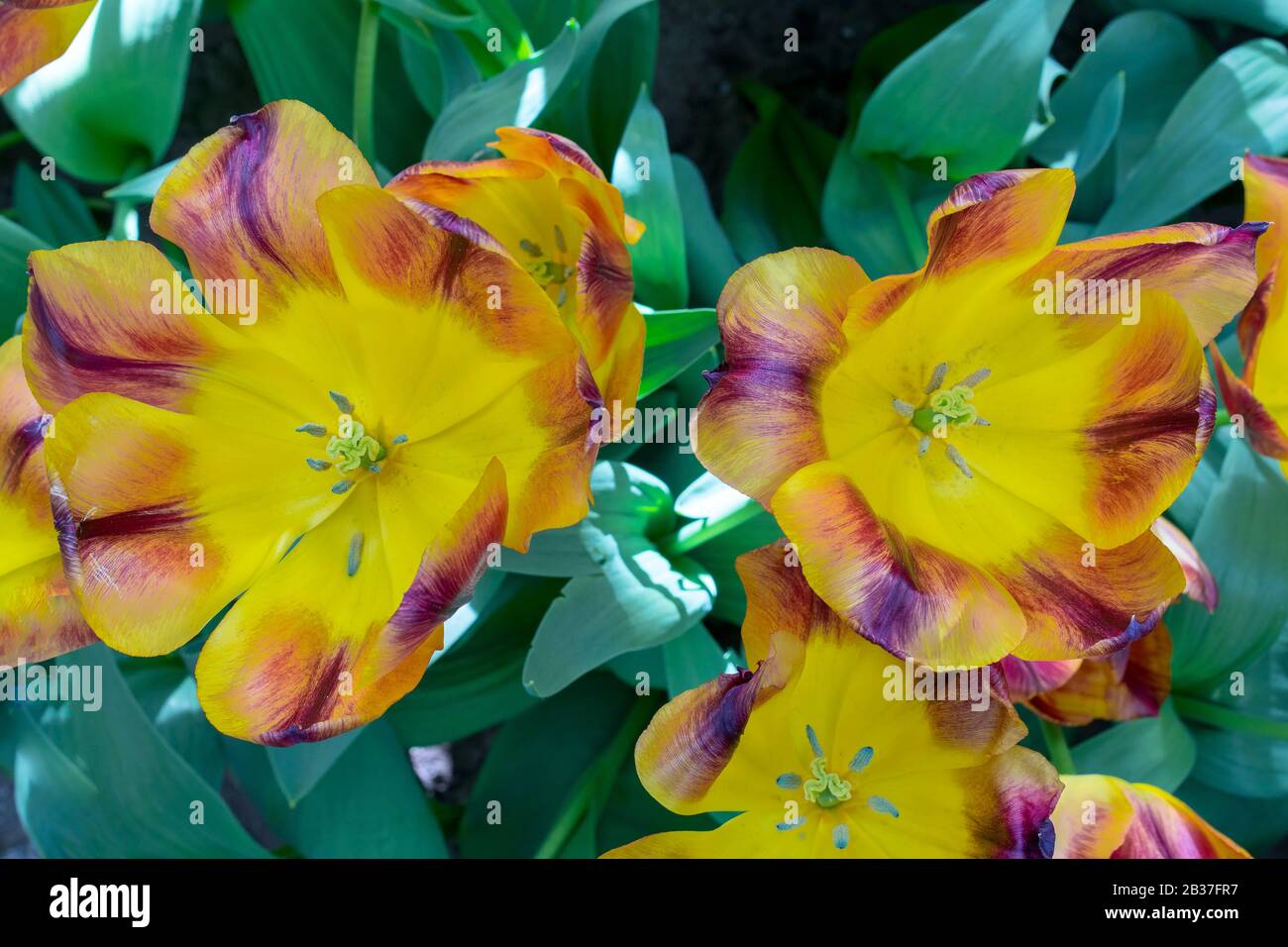 Unusual purple tulips in keukenhof hi-res stock photography and images ...