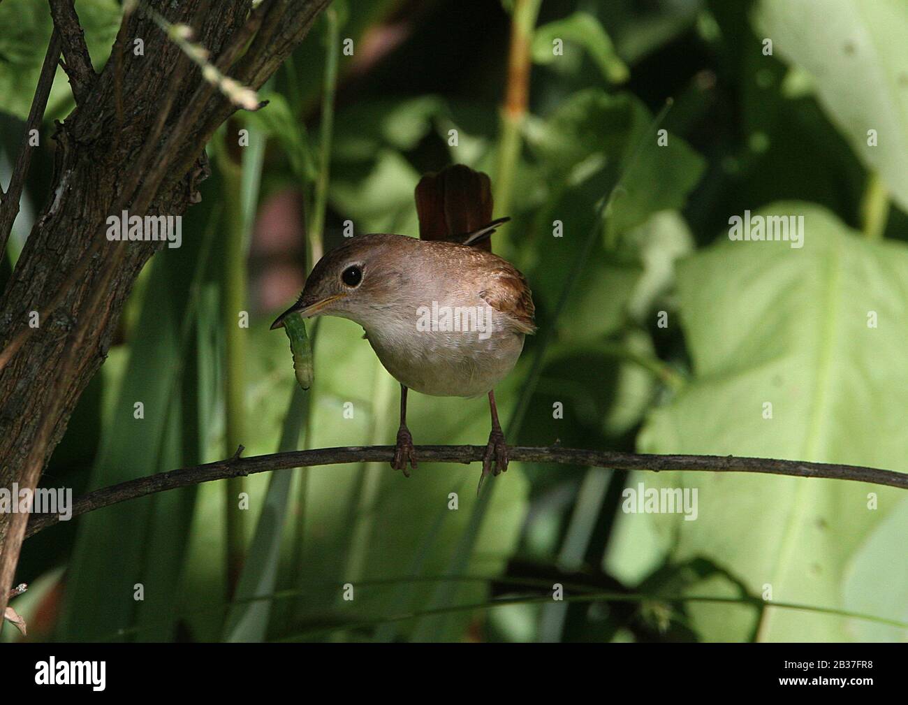 Nightingale, Luscinia megarhynchos, perched on branch, Spain also known ...