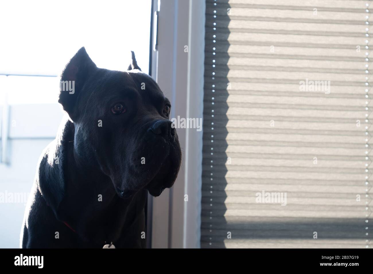 Serious portrait of purebred cane corso italiano dog at home Stock ...