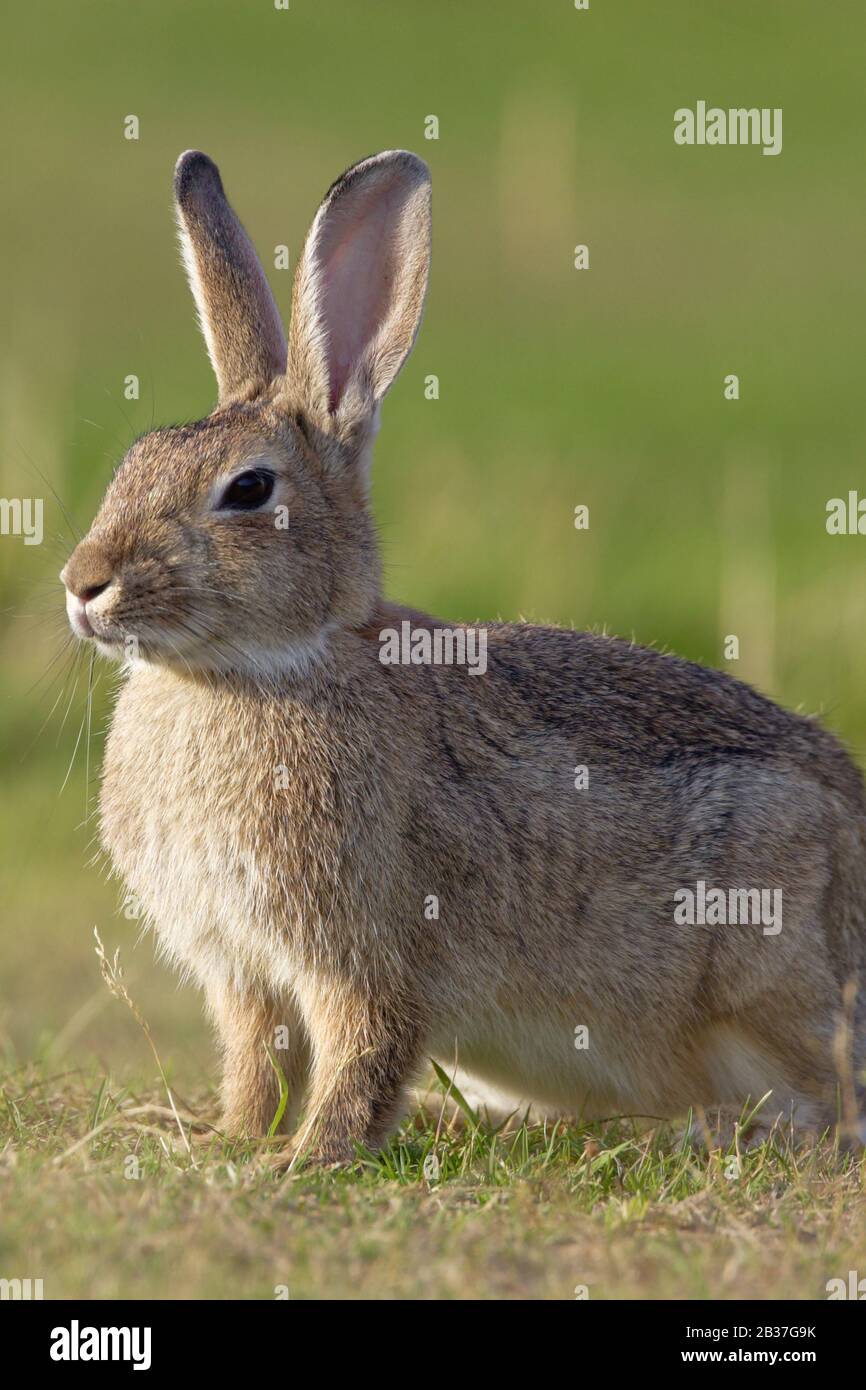 Kaninchen insel hi-res stock photography and images - Alamy