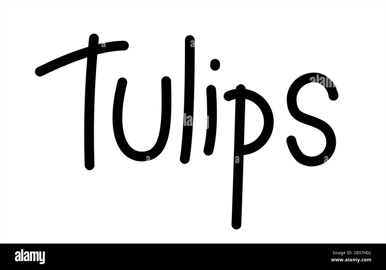 Tulips. Handwritten Word Lettering Vector Image Isolated on white ...