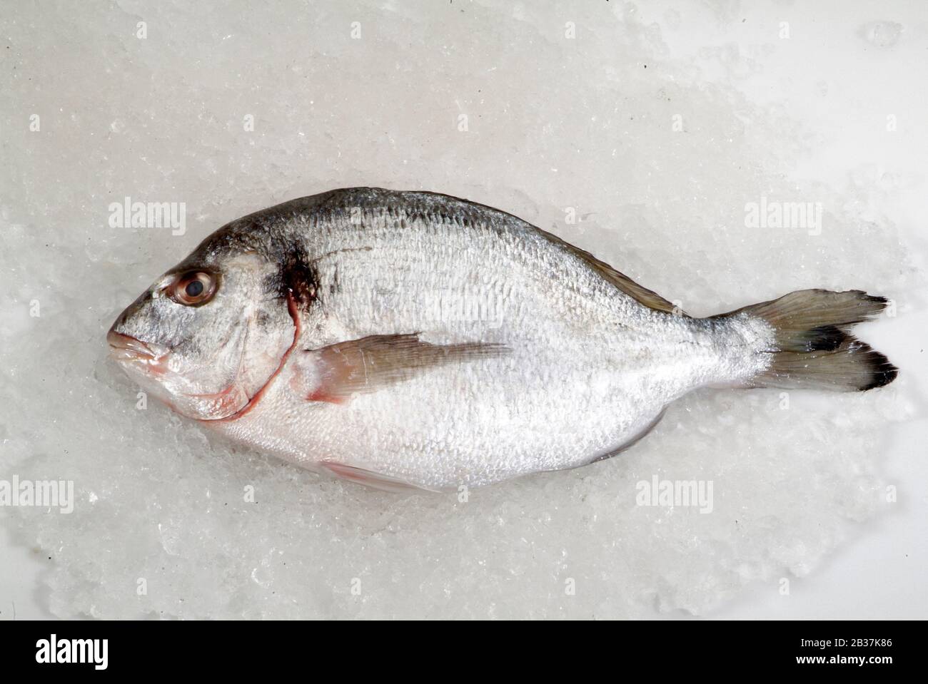Fresh sea bream on ice Stock Photo - Alamy