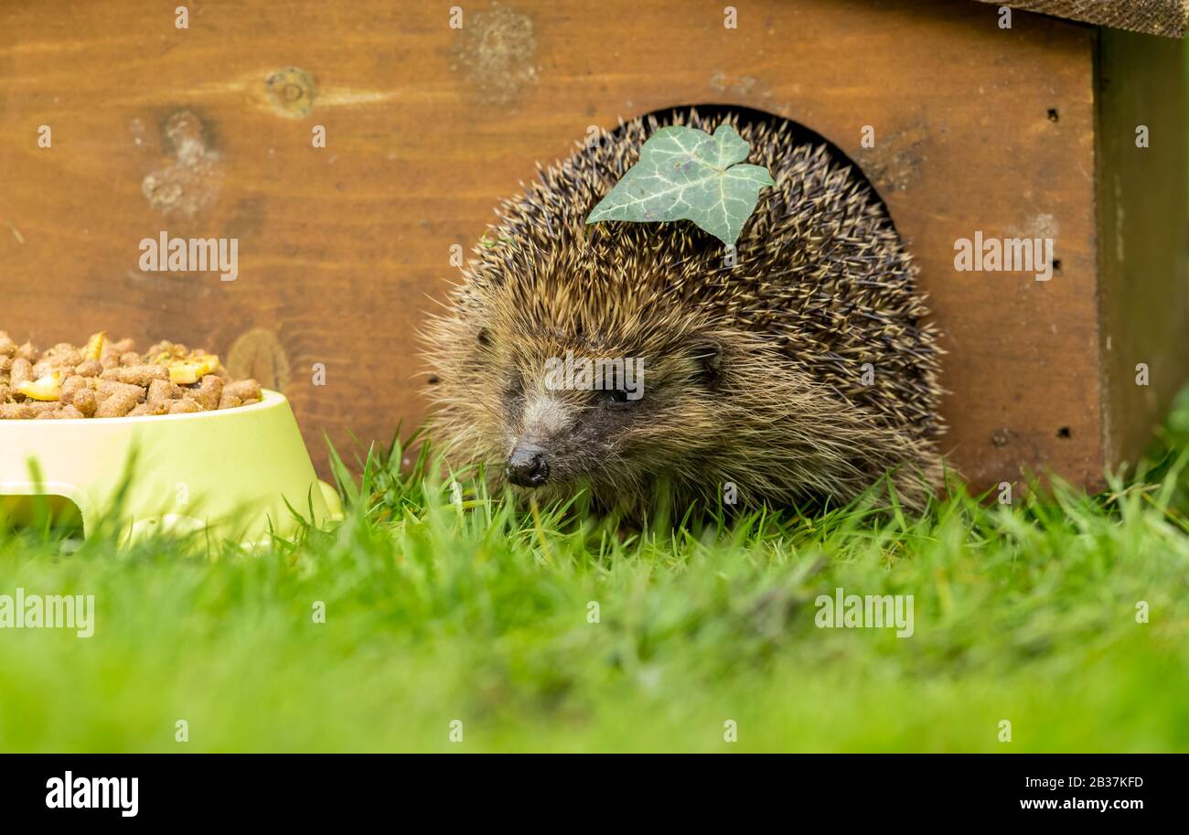 Hedgehog, (Scientific name: Erinaceus Europaeus), wild, native ...