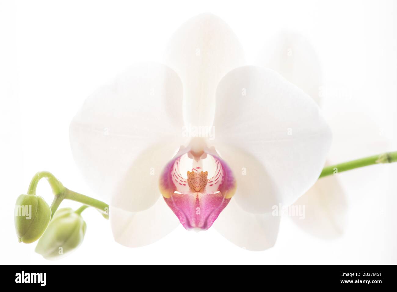 High key image of an orchid with pure snow white petals and pink stamen ...
