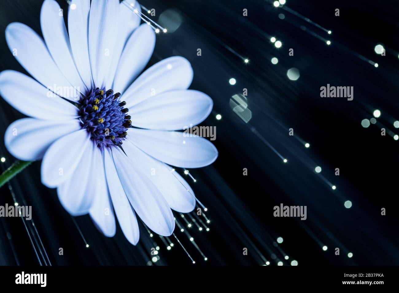 white flower with optical fiber Stock Photo - Alamy