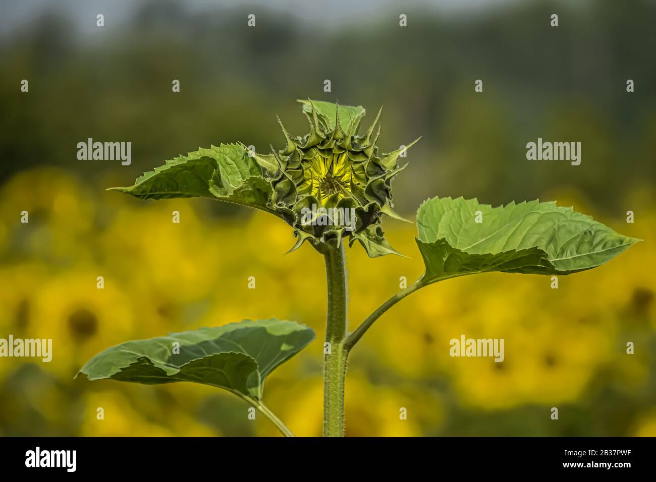 A Blooming sunflower Stock Photo - Alamy