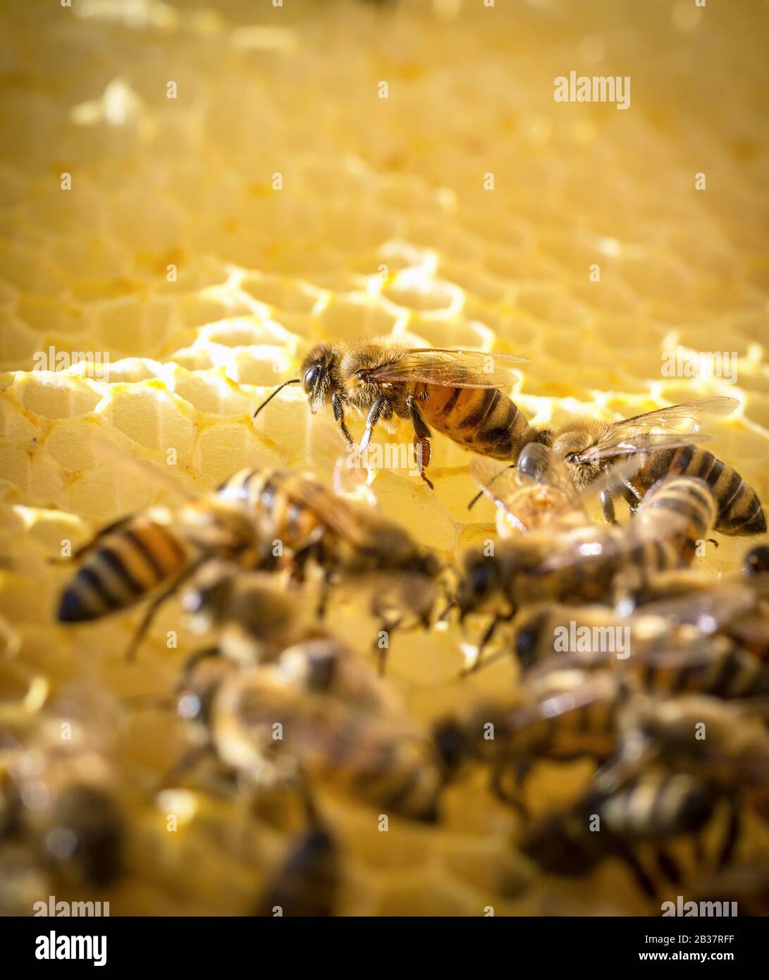 worker bees at work - macro Stock Photo - Alamy
