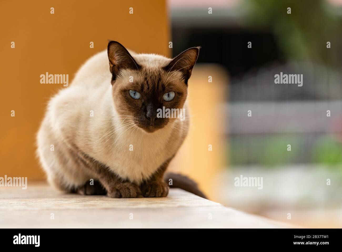 Wichien maat hi-res stock photography and images - Alamy