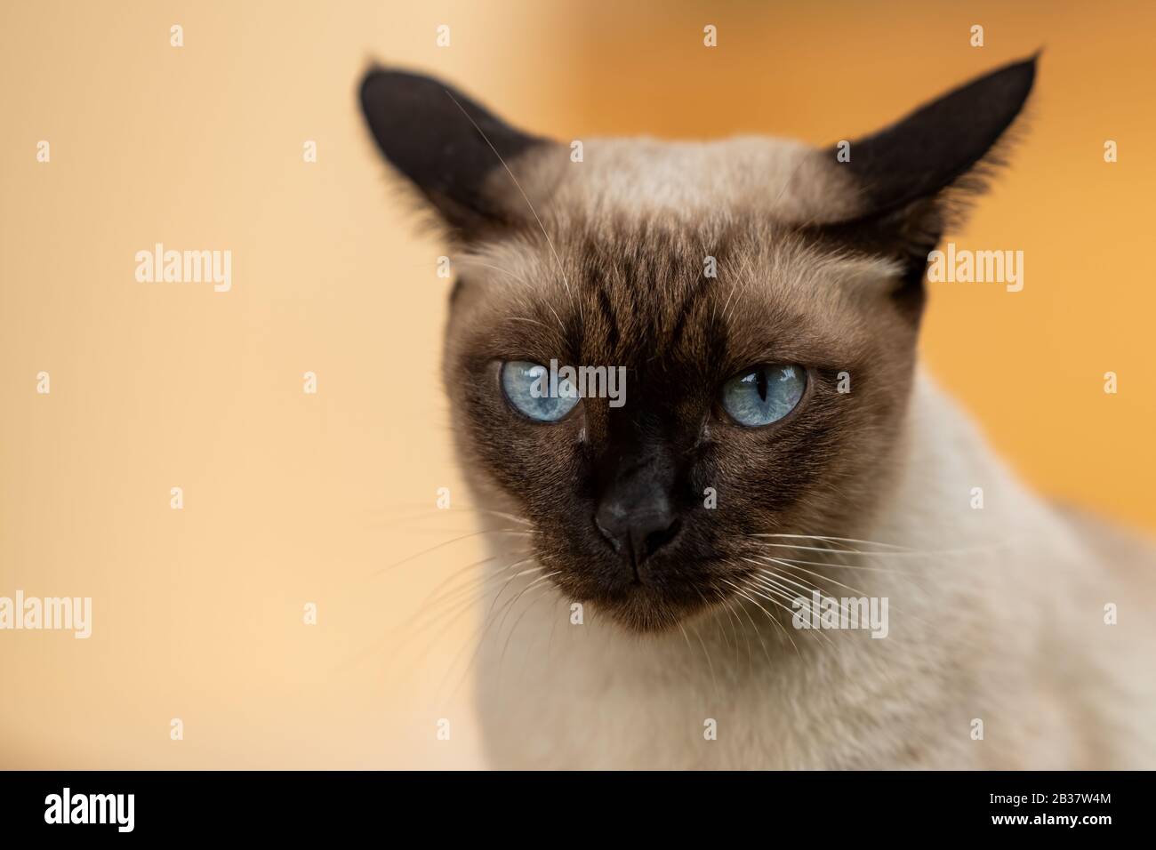 Wichien maat hi-res stock photography and images - Alamy
