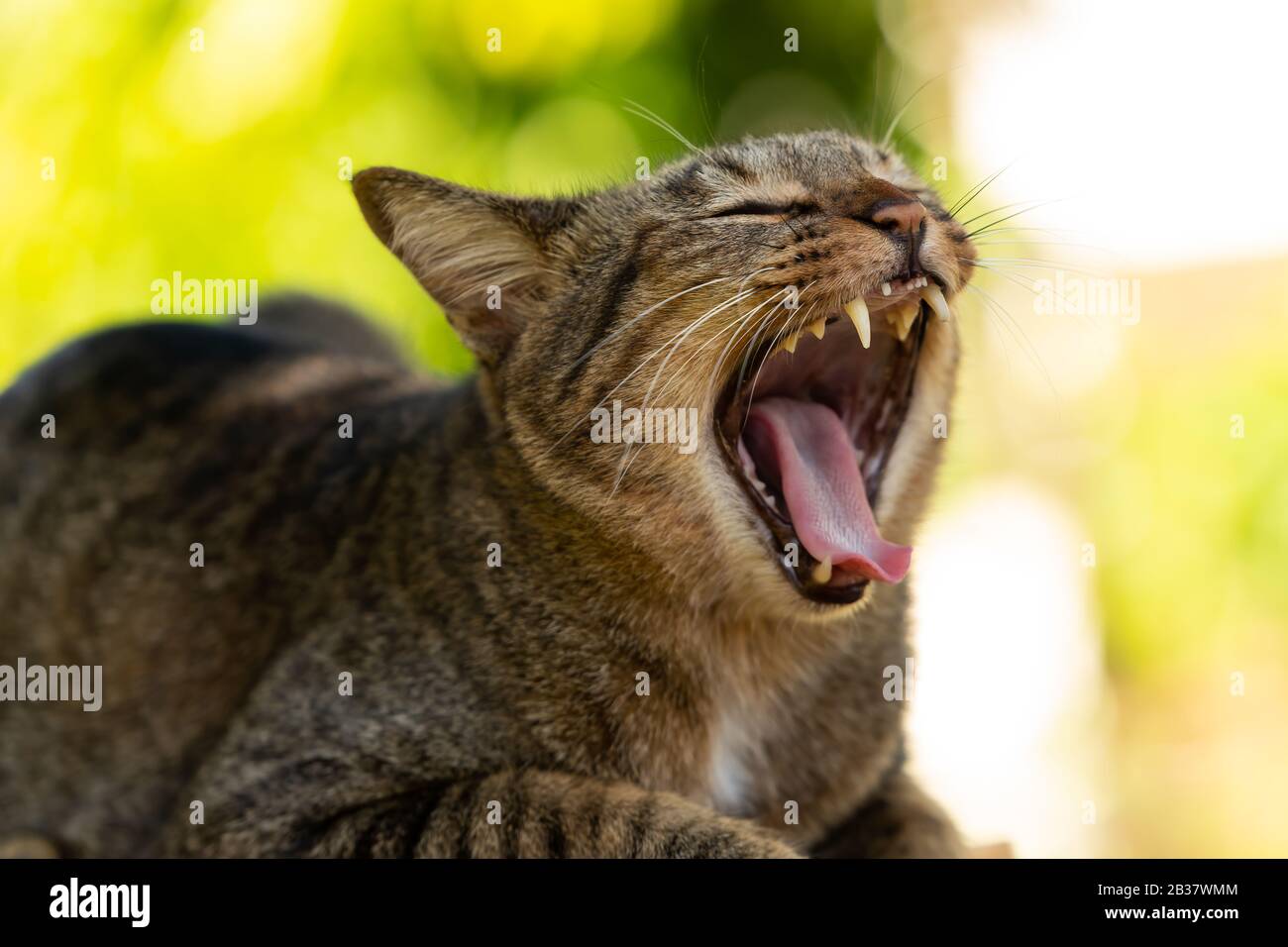Portrait of yawning Dragon Li cat Stock Photo - Alamy