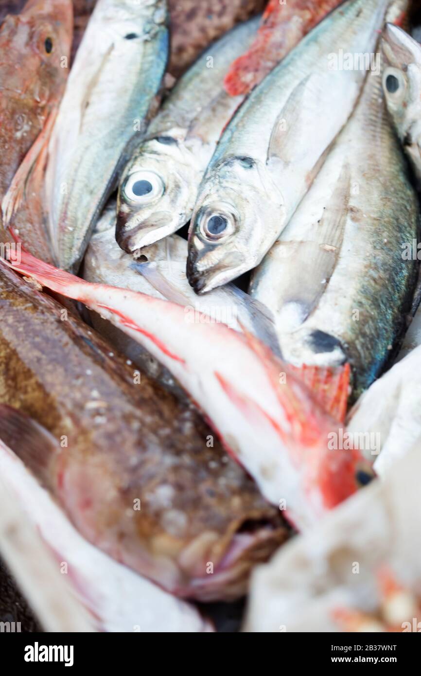 Fish market agadir morocco hi-res stock photography and images - Alamy