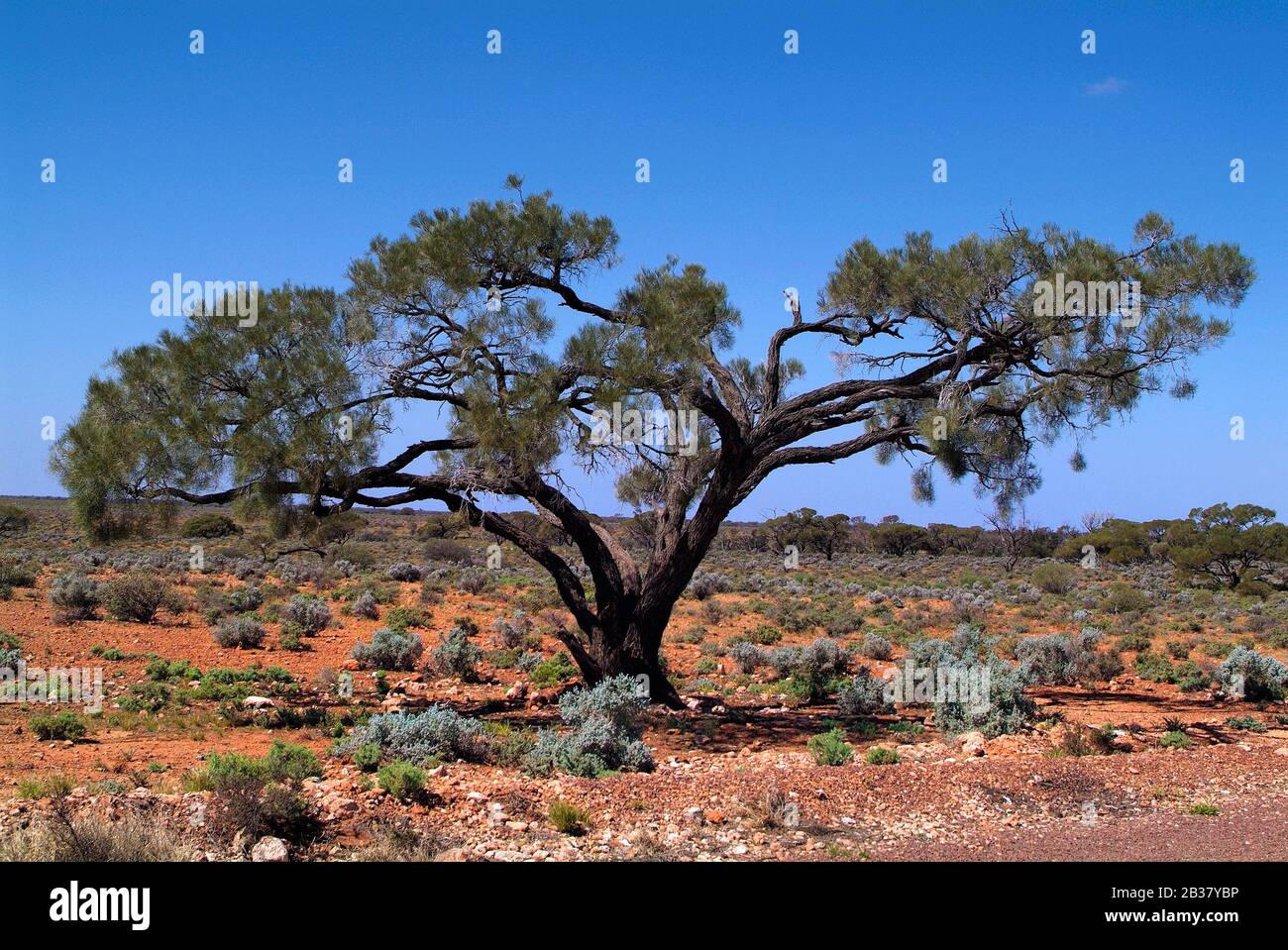 Australia, Landscape with tree in Australians outback Stock Photo - Alamy