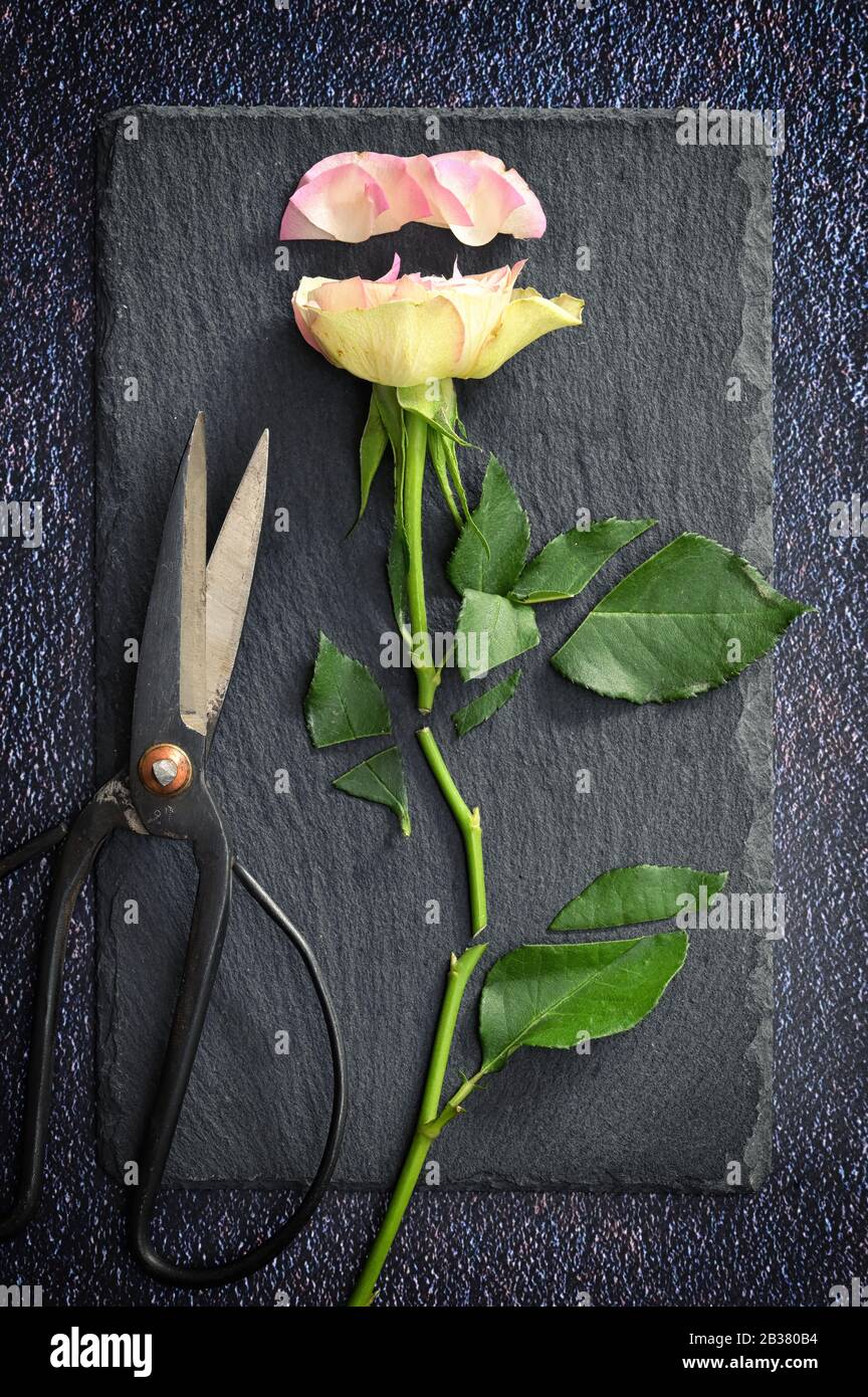 Vintage rose flower cut out plant hi-res stock photography and images ...