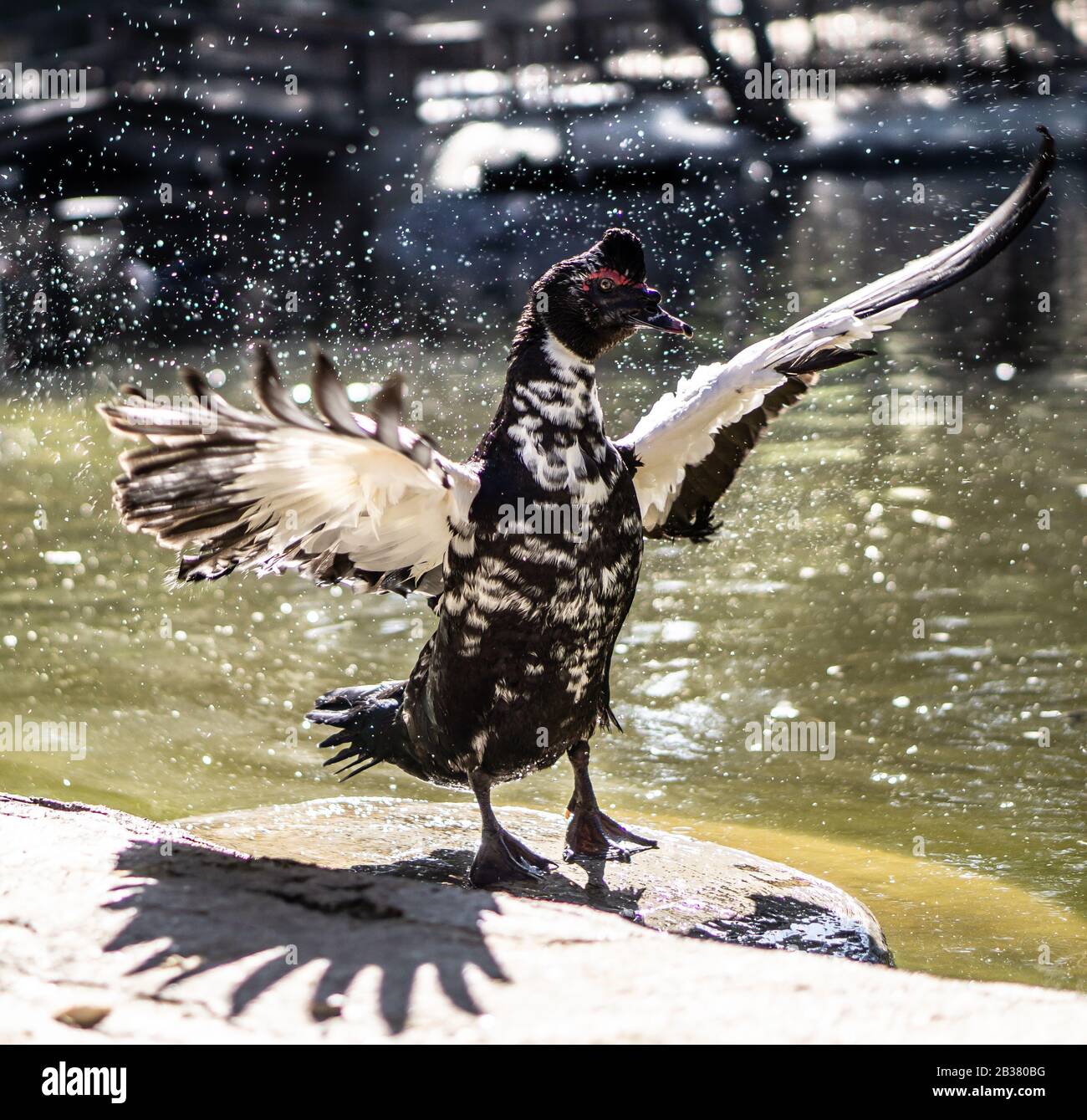 Goose wing spread and Free Stock Photo - Alamy