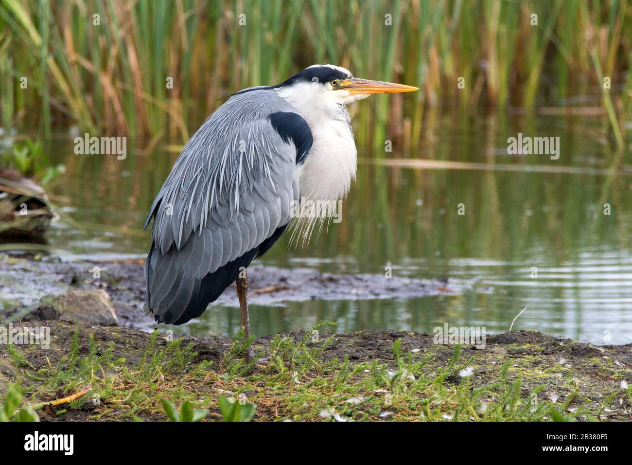 Graureiher, (Ardea cinerea), Fischreiher Stock Photo - Alamy