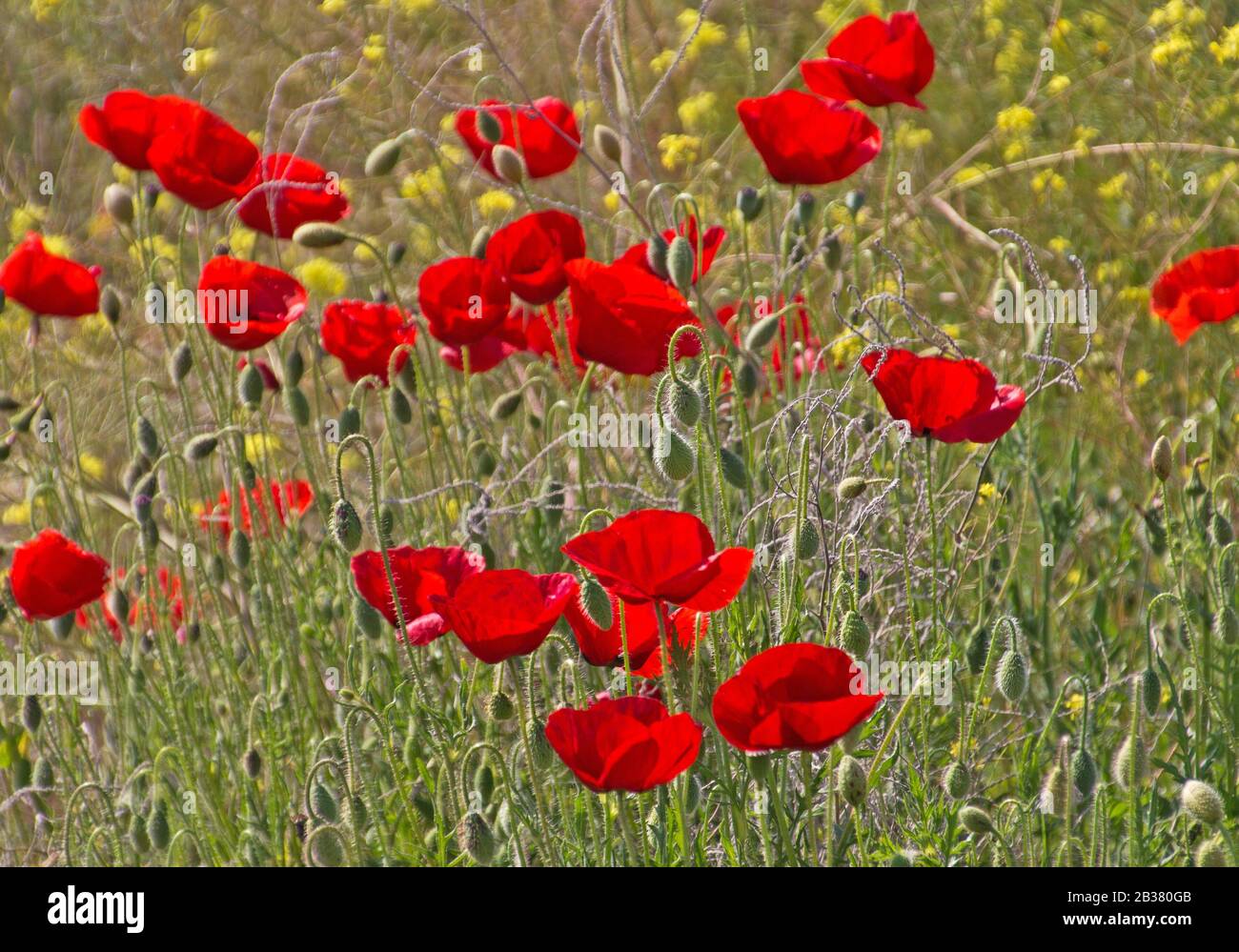 Klatschmohn, papaver rhoeas, Roter Mohn, Mohnblumen Stock Photo - Alamy