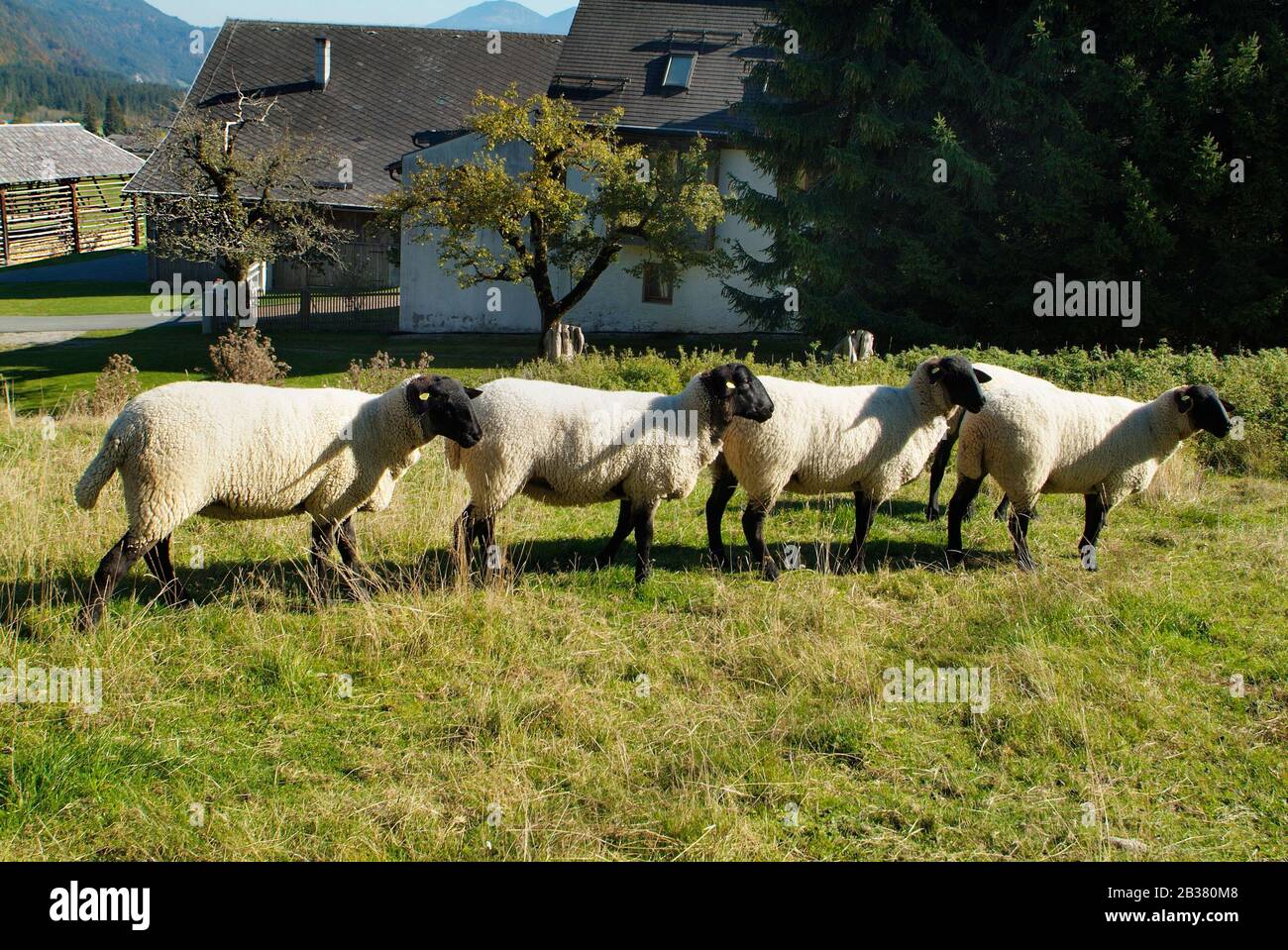 Austria, flock of sheep Stock Photo - Alamy