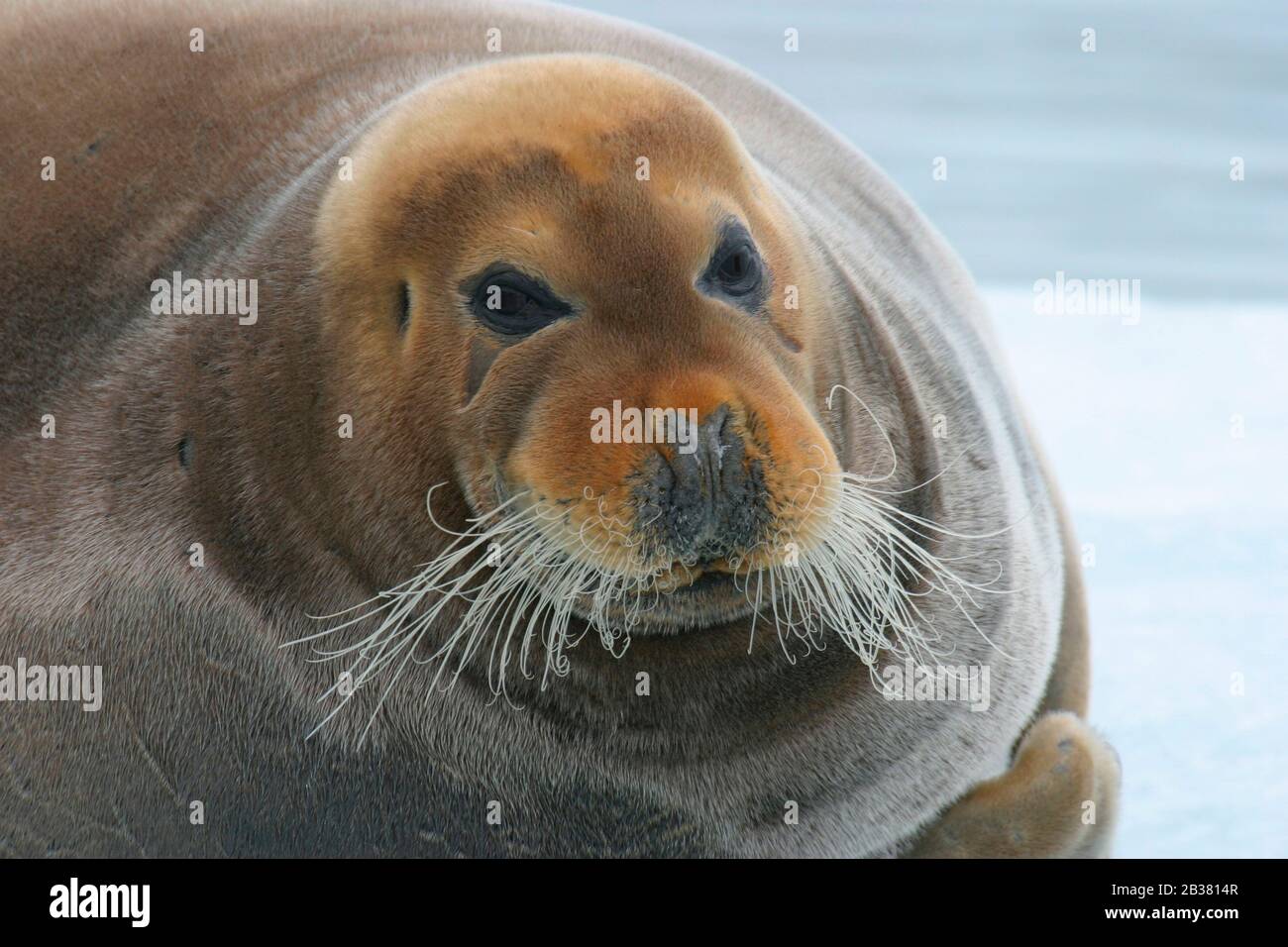 Robbe spitzbergen hi-res stock photography and images - Alamy