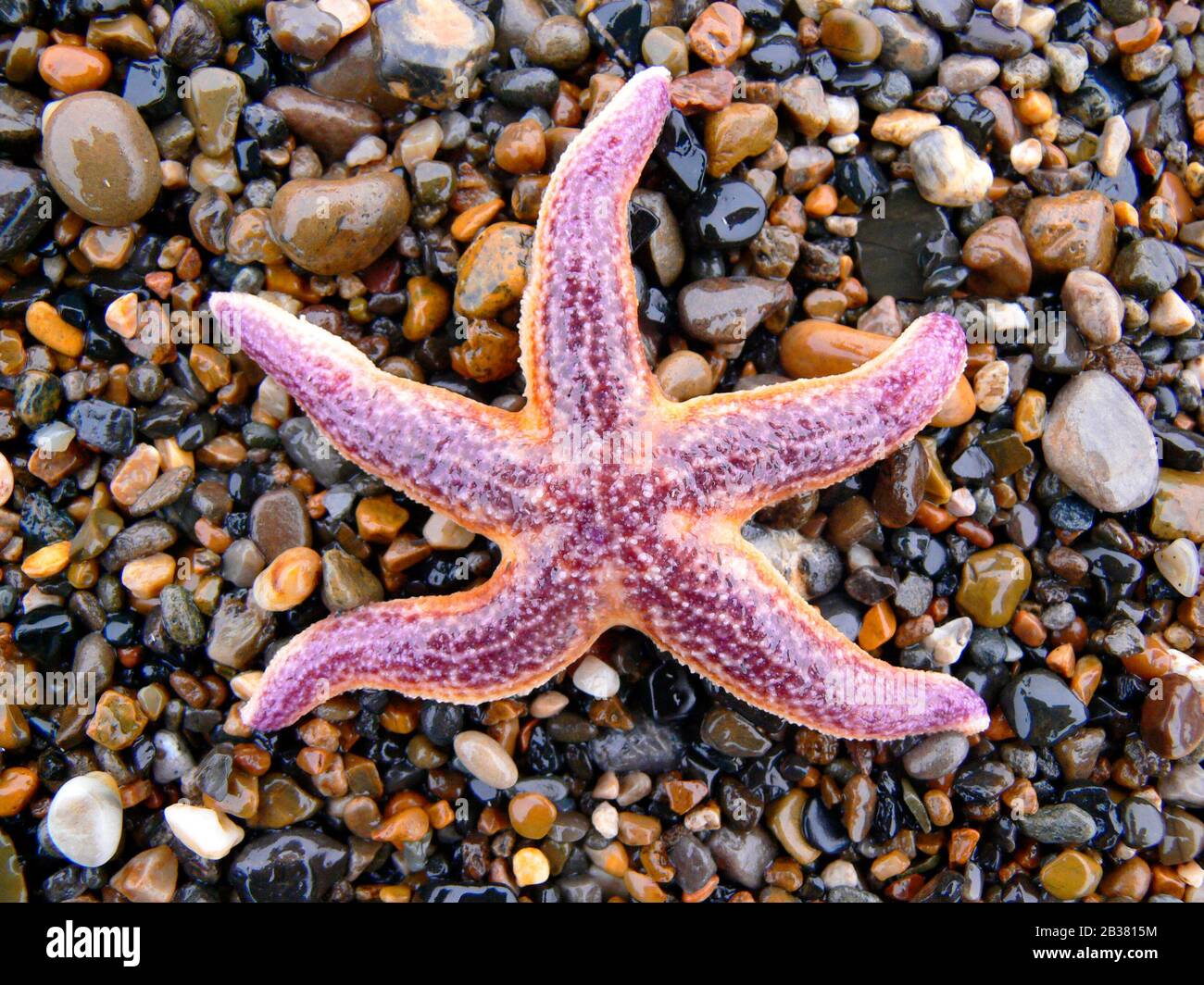 Am seestern hi-res stock photography and images - Alamy