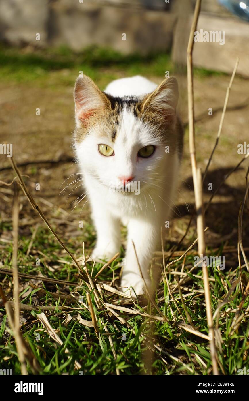 White cat walk in sunny garden. Walking pet portrait Stock Photo - Alamy