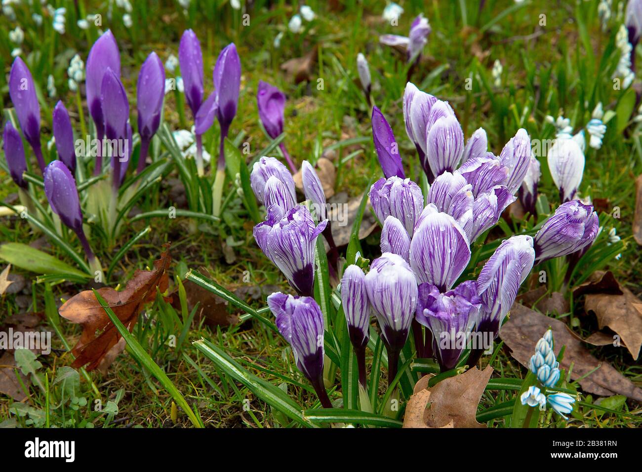 Krokus-Fruehling, crocus sp. / crocus spring, crocus sp Stock Photo - Alamy