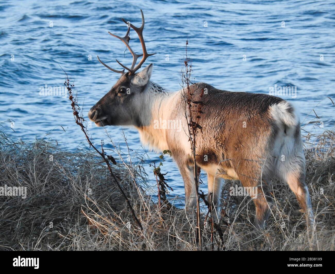 Rentiere rangifer hi-res stock photography and images - Alamy
