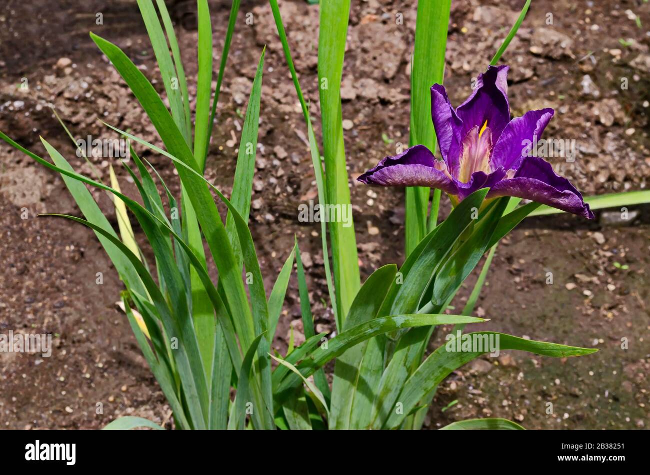 Single stem iris hi-res stock photography and images - Alamy