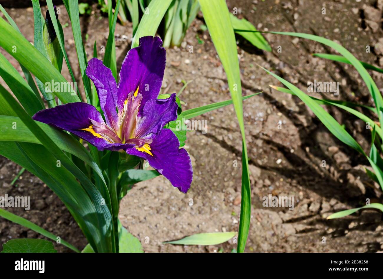 Single stem iris hi-res stock photography and images - Alamy