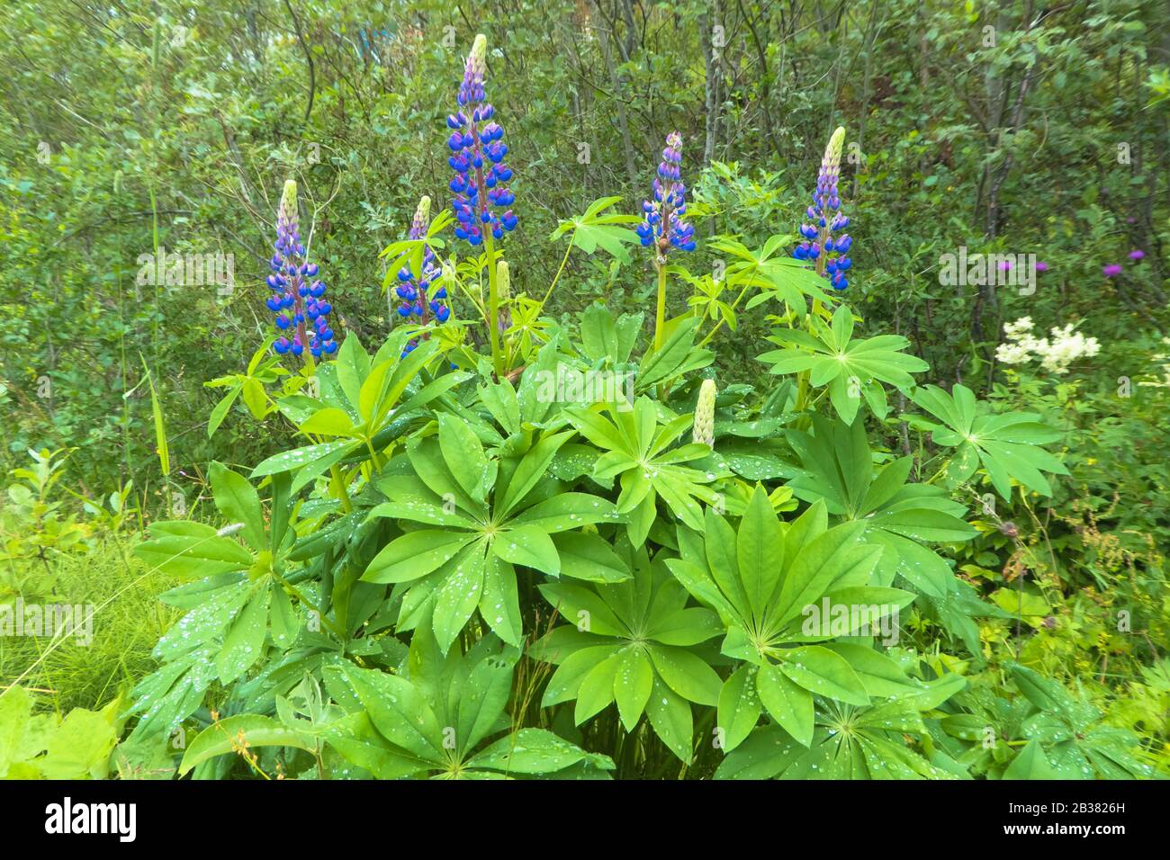 Lupinus sp hi-res stock photography and images - Alamy