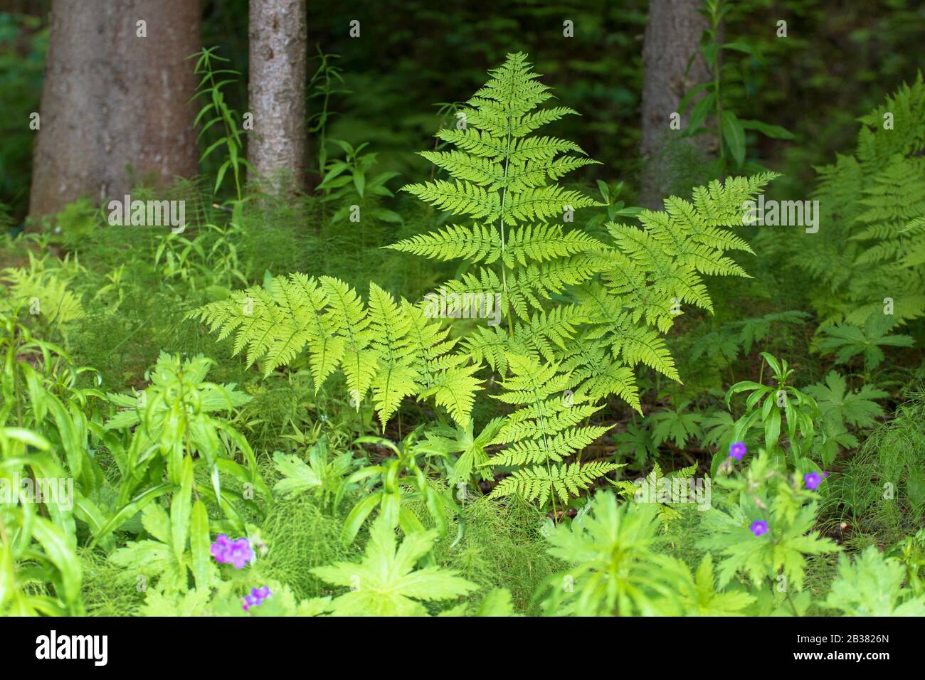 Farn im wald hi-res stock photography and images - Alamy
