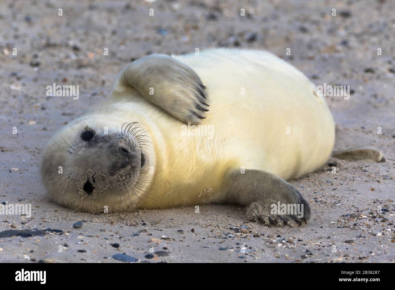 Babyrobbe auf Helgoland, (Halichoerus grypus Stock Photo - Alamy