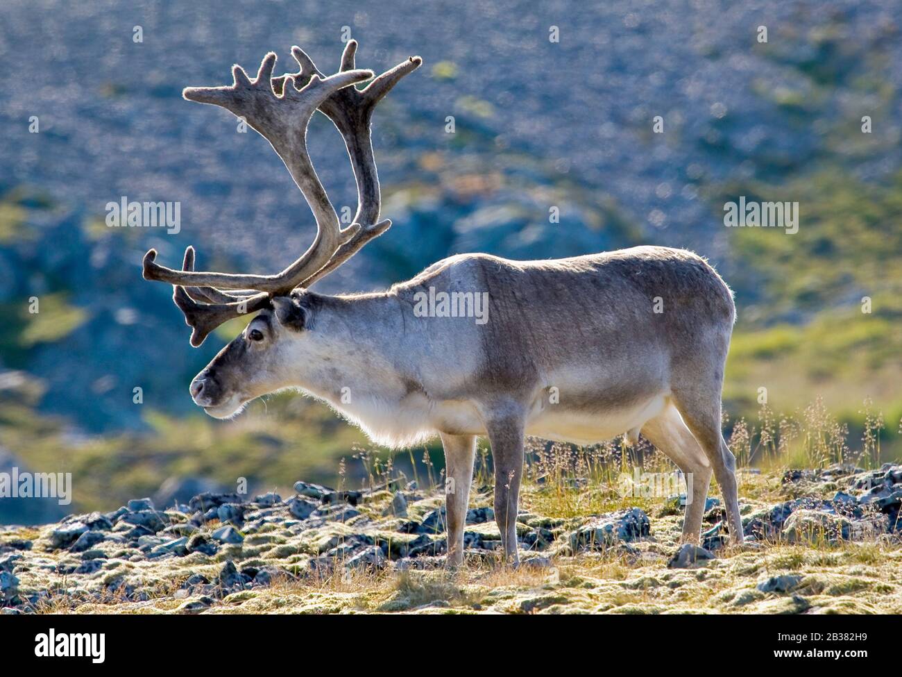 Rentiere norwegen hi-res stock photography and images - Alamy