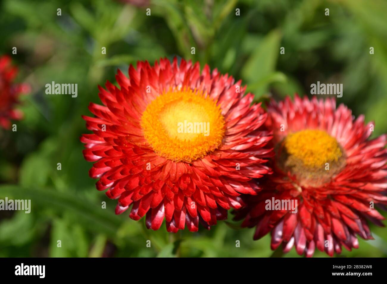 Bracteantha Crispy Red (Xerochrysum) Flower in Stock Photo - Alamy
