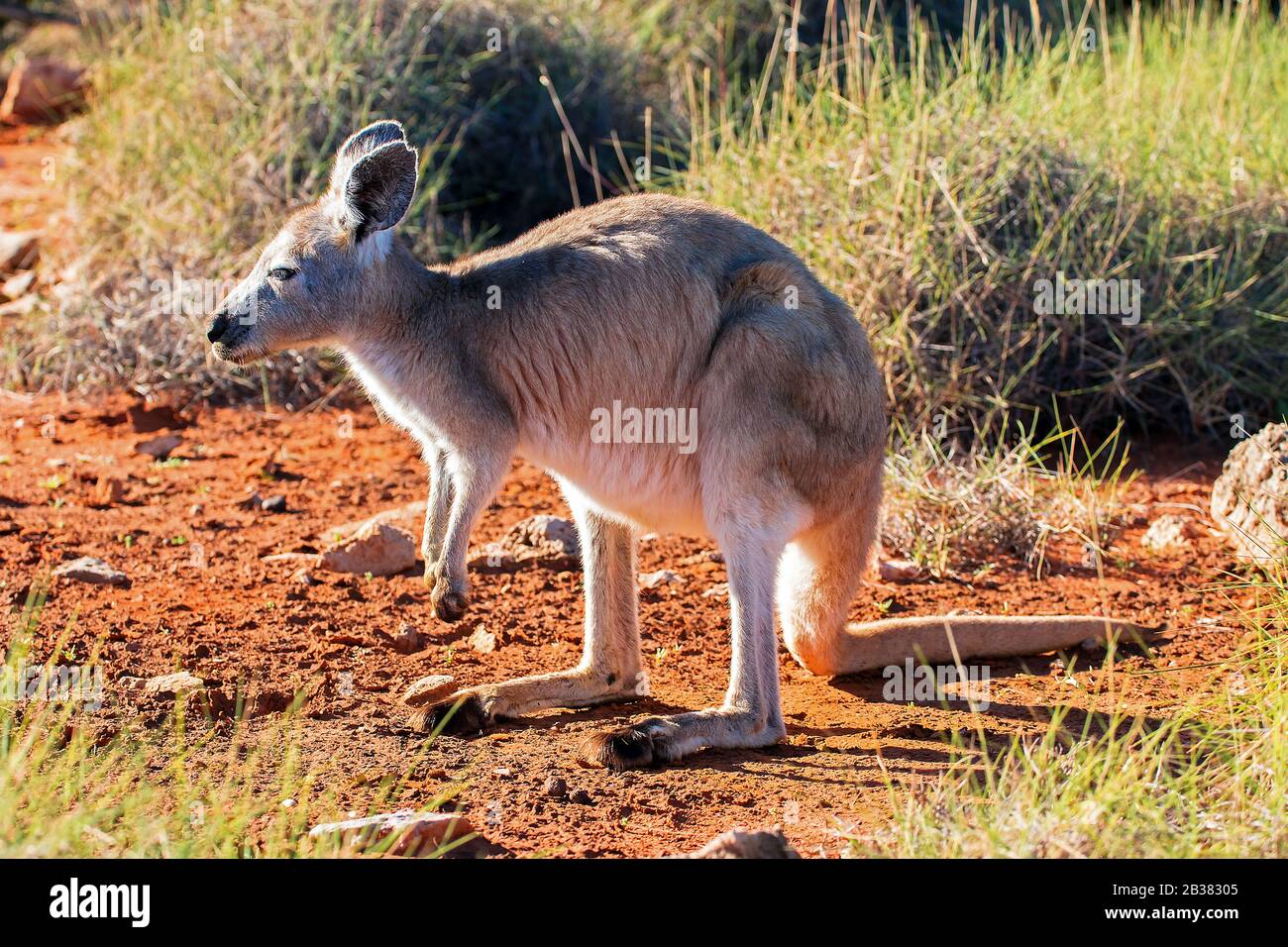 Macropus robustus hi-res stock photography and images - Alamy