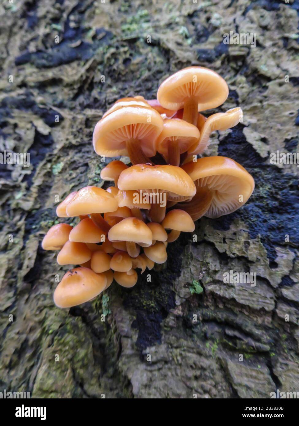 Pilze am Baum / fungus on tree Stock Photo - Alamy